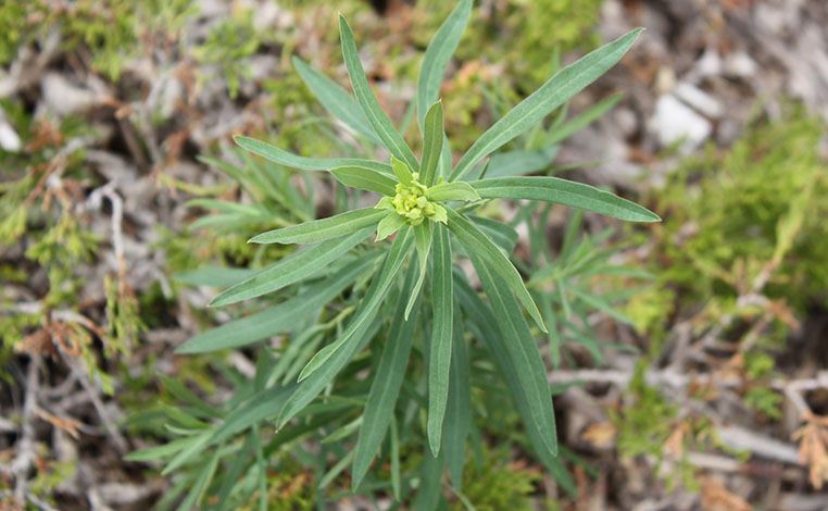 Leafy Spurge Homestead Hills Civic Association