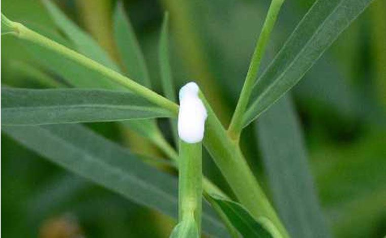 Leafy Spurge – Homestead Hills Civic Association