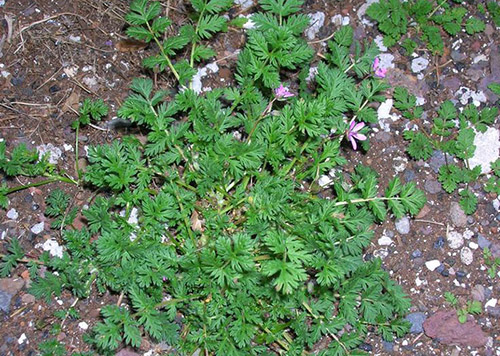 Redstem Filaree – Homestead Hills Civic Association